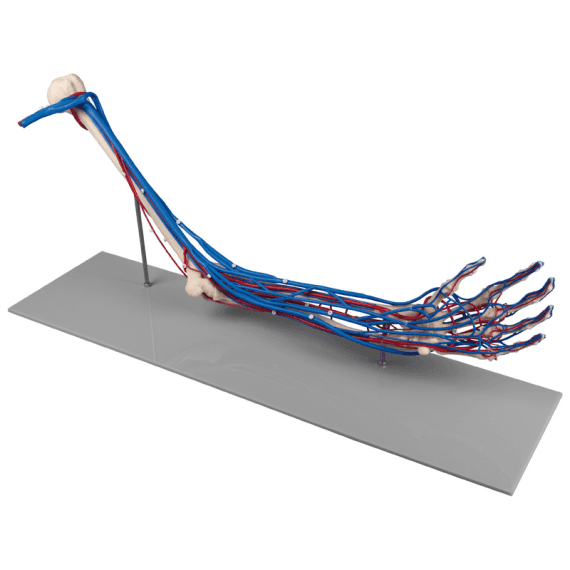 Žmogaus Rankos Skeleto Modelis Erler-Zimmer Human Hand Skeleton Model ...