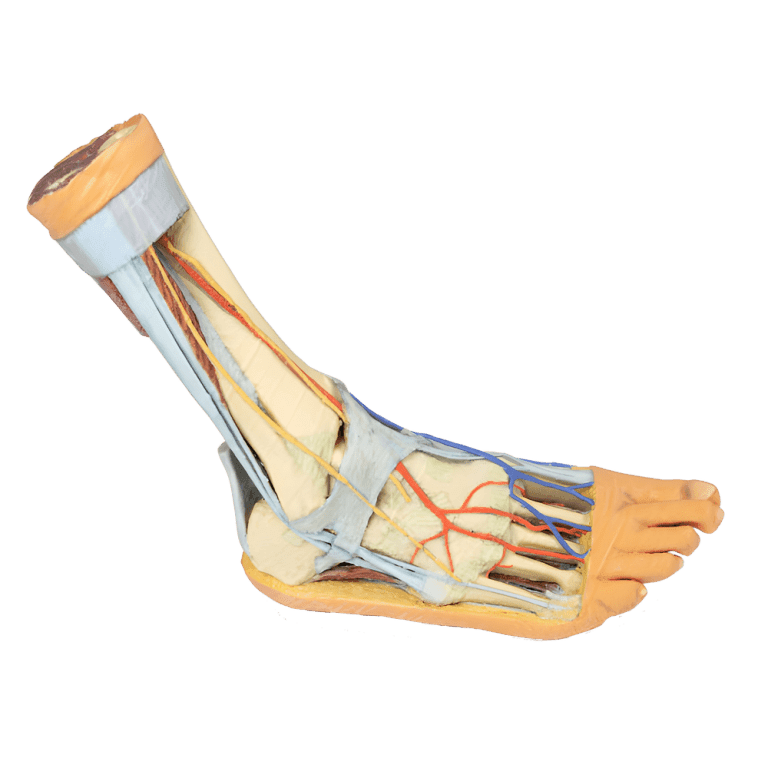 Žmogaus Kojos ir Pėdos 3D Modelis Erler-Zimmer Human Leg and Foot 3D ...
